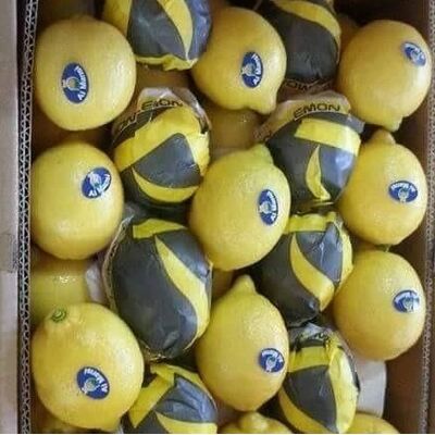 FRESH BALADI LEMON BY FRUIT KINGDOM | Citrus | #1 B2B Marketplace ...